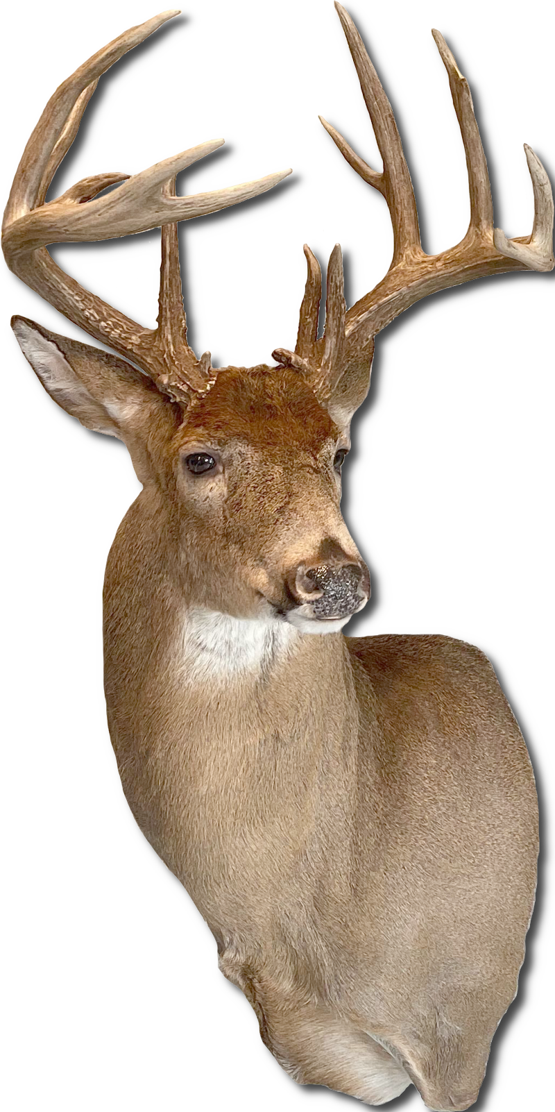 Whitetail Master Academy Free Training