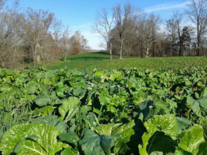 A Beginners Guide to Food Plots - Whitetail Master Academy