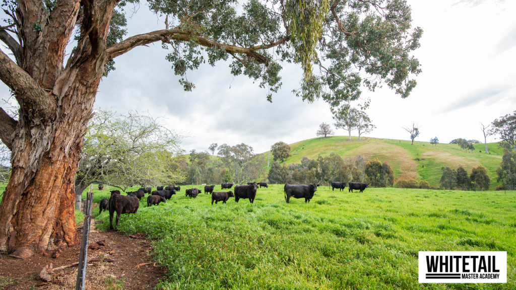 Videos - Whitetail Master Academy